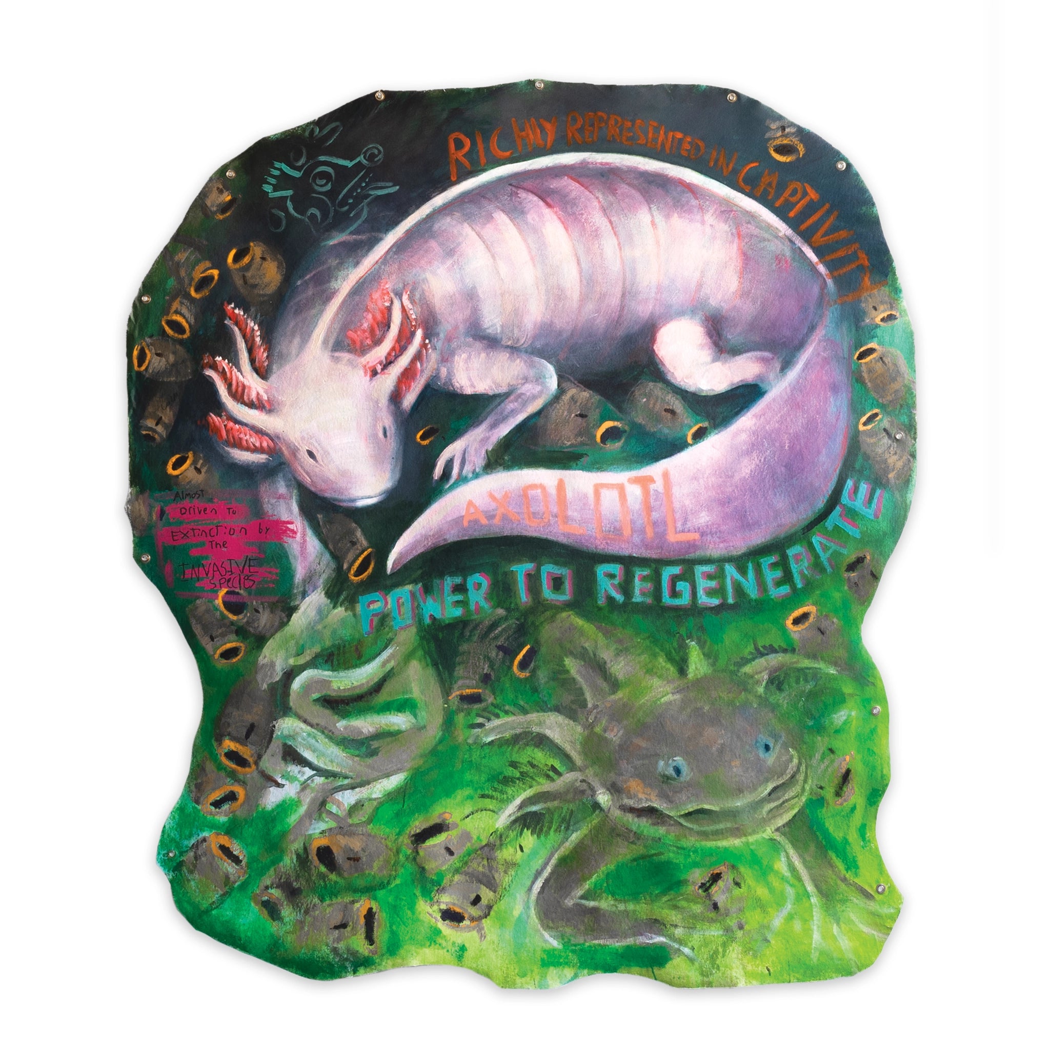 Axolotl Regeneration – FRIEDA store